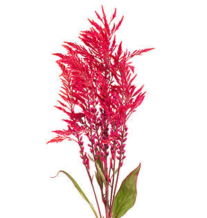 Flower Library | Common Florist Flowers & Foliages