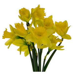 Flower Library | Common Florist Flowers & Foliages