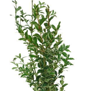 Boxwood - Oregonia