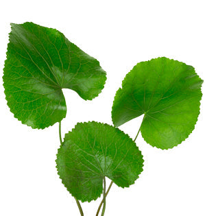 Galax Foliage