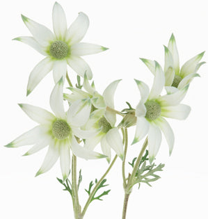 Flannel Flower