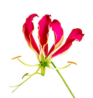 Flower Library | Common Florist Flowers & Foliages – Page 5